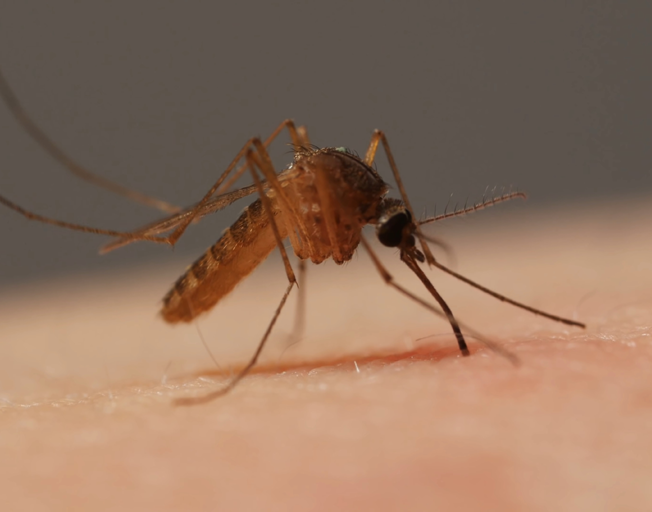 Scientists Finally Figured Out Why You’re a Mosquito Magnet | B104 WBWN-FM Scientists Finally Figured Out Why You’re a Mosquito Magnet | B104 WBWN-FM